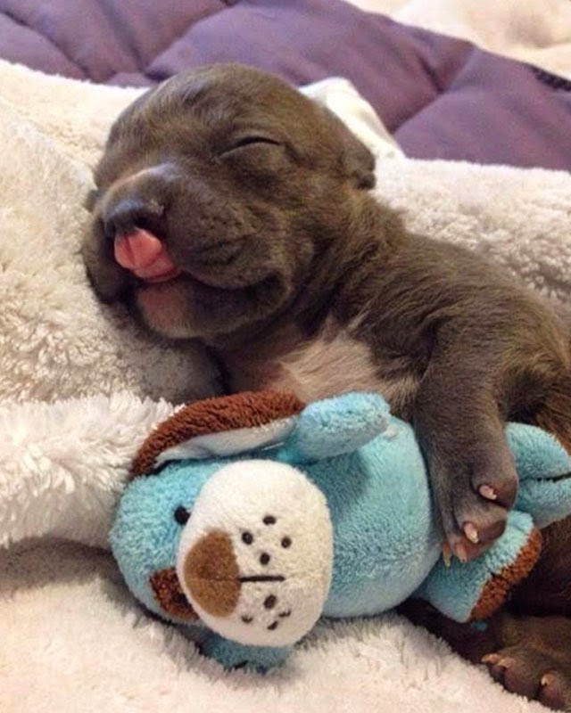 Fauna Urbana Villa María: Perro con defectos de nacimiento inspira a ...