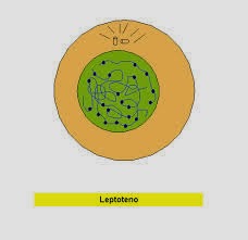 Nuestra única y contaminada nave espacial: Mitosis y Meiosis