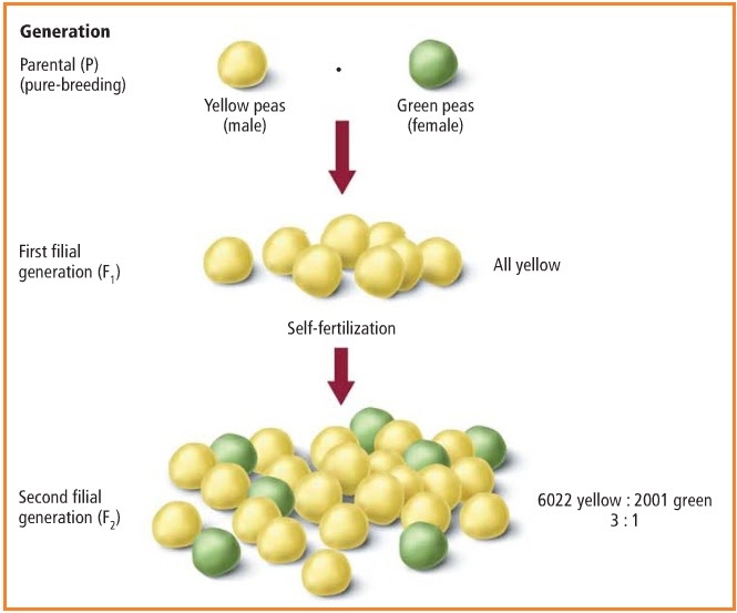 BIOLOGI GONZAGA: GENETIKA DASAR 2