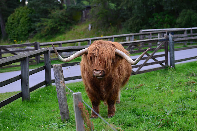 PhotoBlogViajero: Escocia