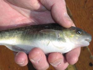 Weird Fish Living in Toxic Waste | Freshwater, Salt Water Aquarium Fish ...