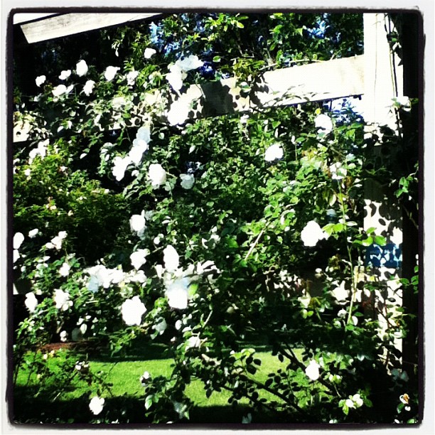 White Rose Trellis