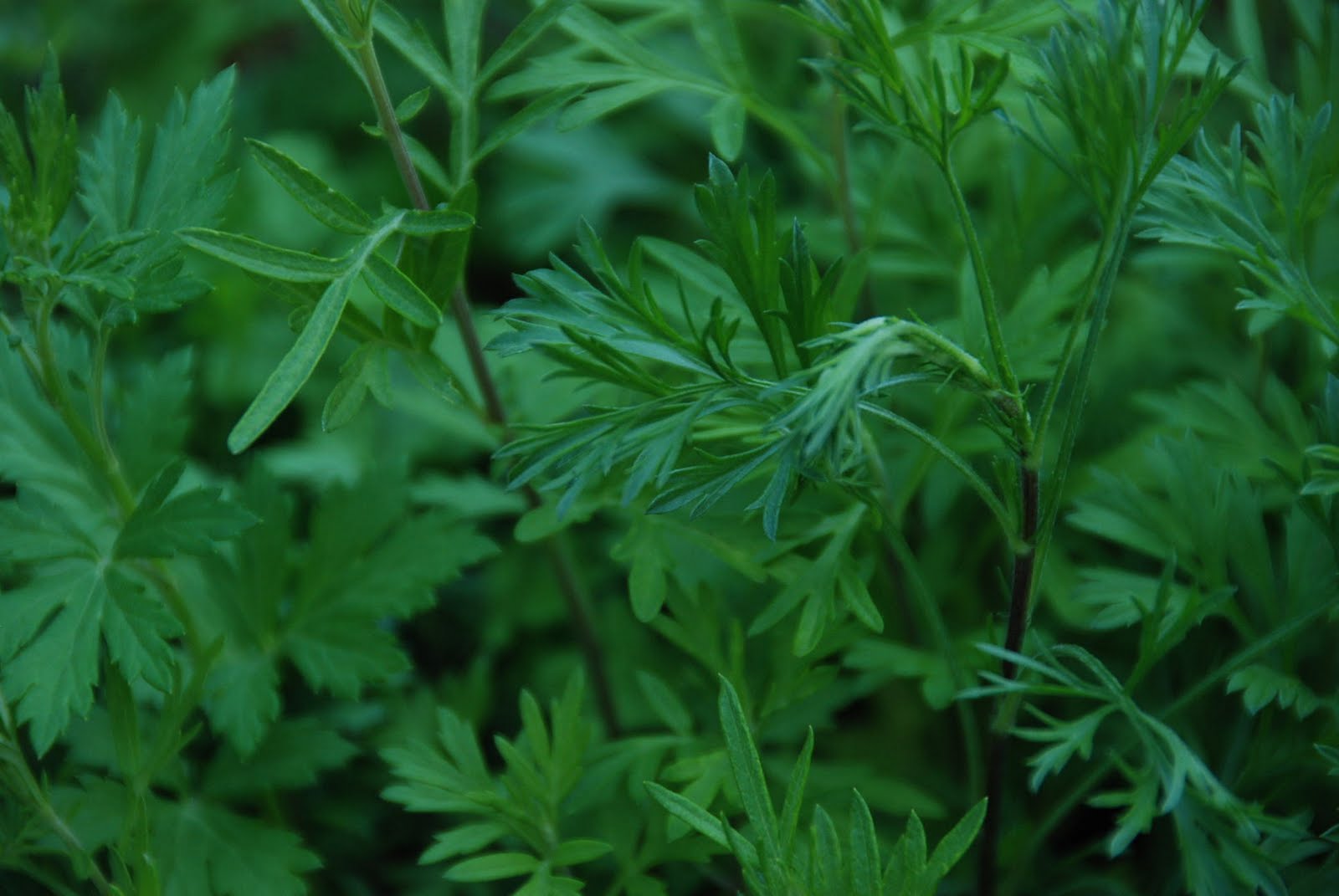 Garden Fairy's Cafe: Yomogi (Japanese mugworts)