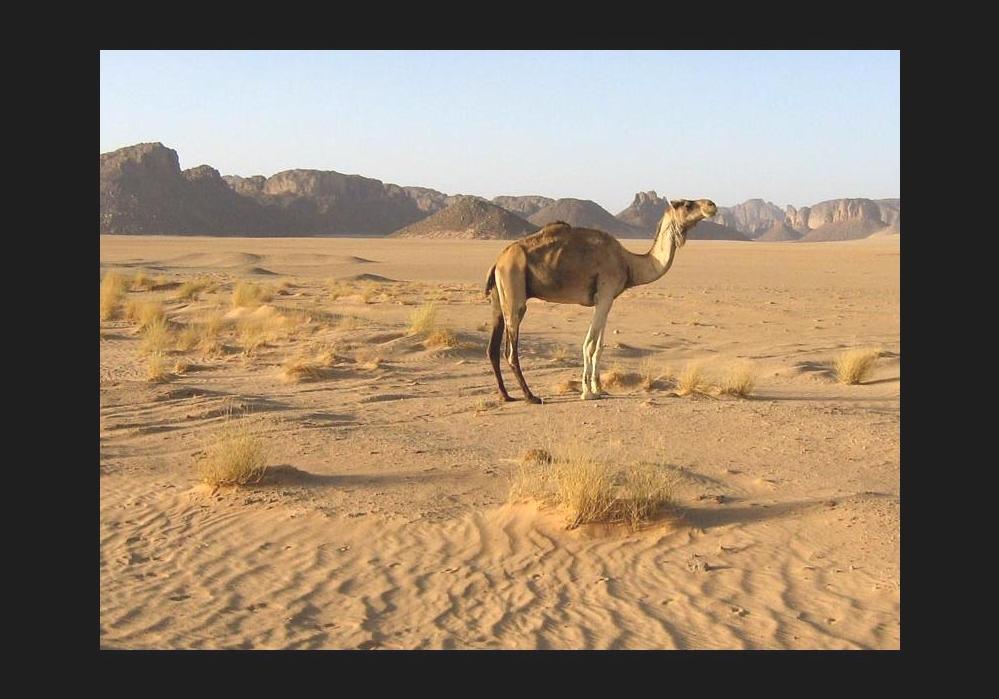 Arabian Desert - Human Environment Interaction In Saudi Arabia