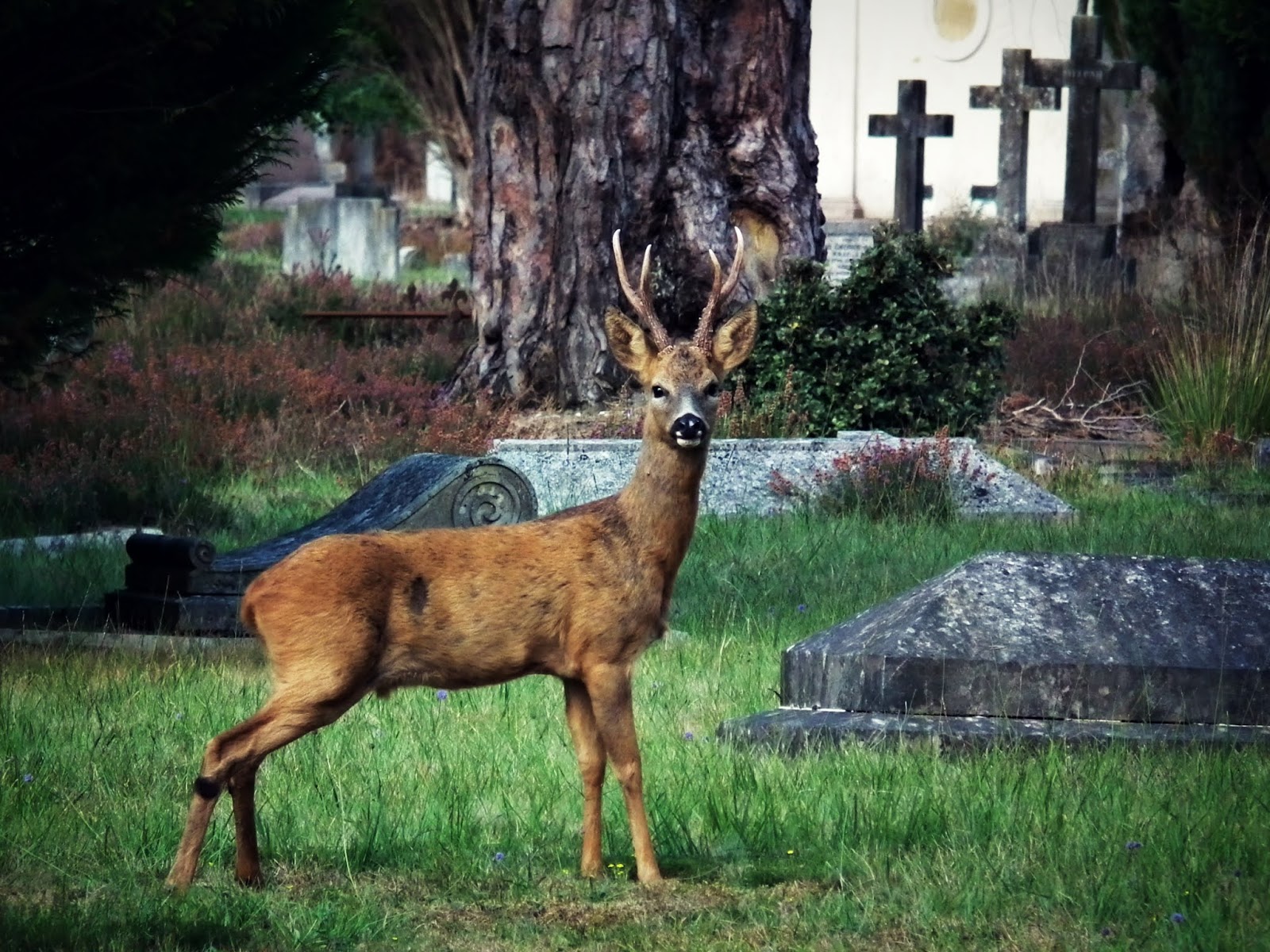 The London Dead: Deer stalking at Brookwood Cemetery