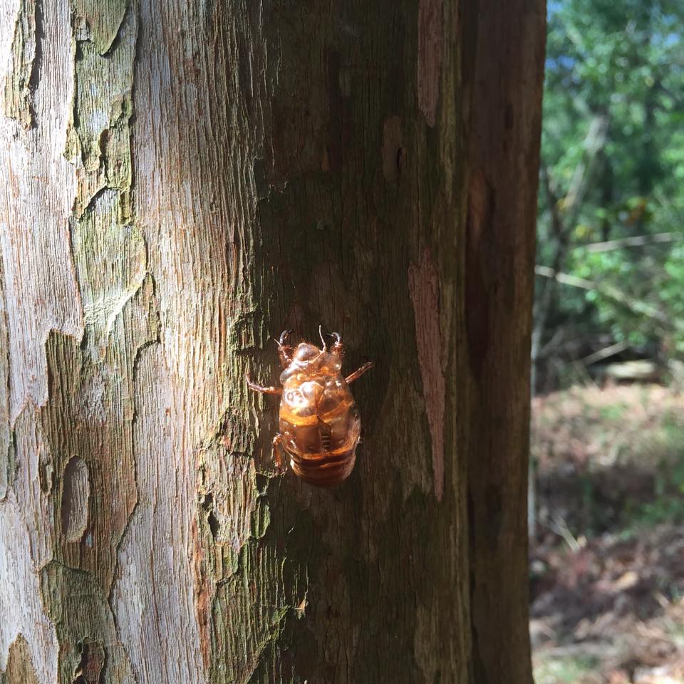 Ibi Benefici Locus Est: The Lost City of Mimaland: An Urban Adventure