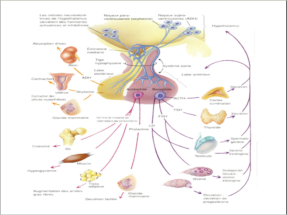 طلاب البيولوجيا في الجزائر: Cour N01 de Biologie Animale : L ...
