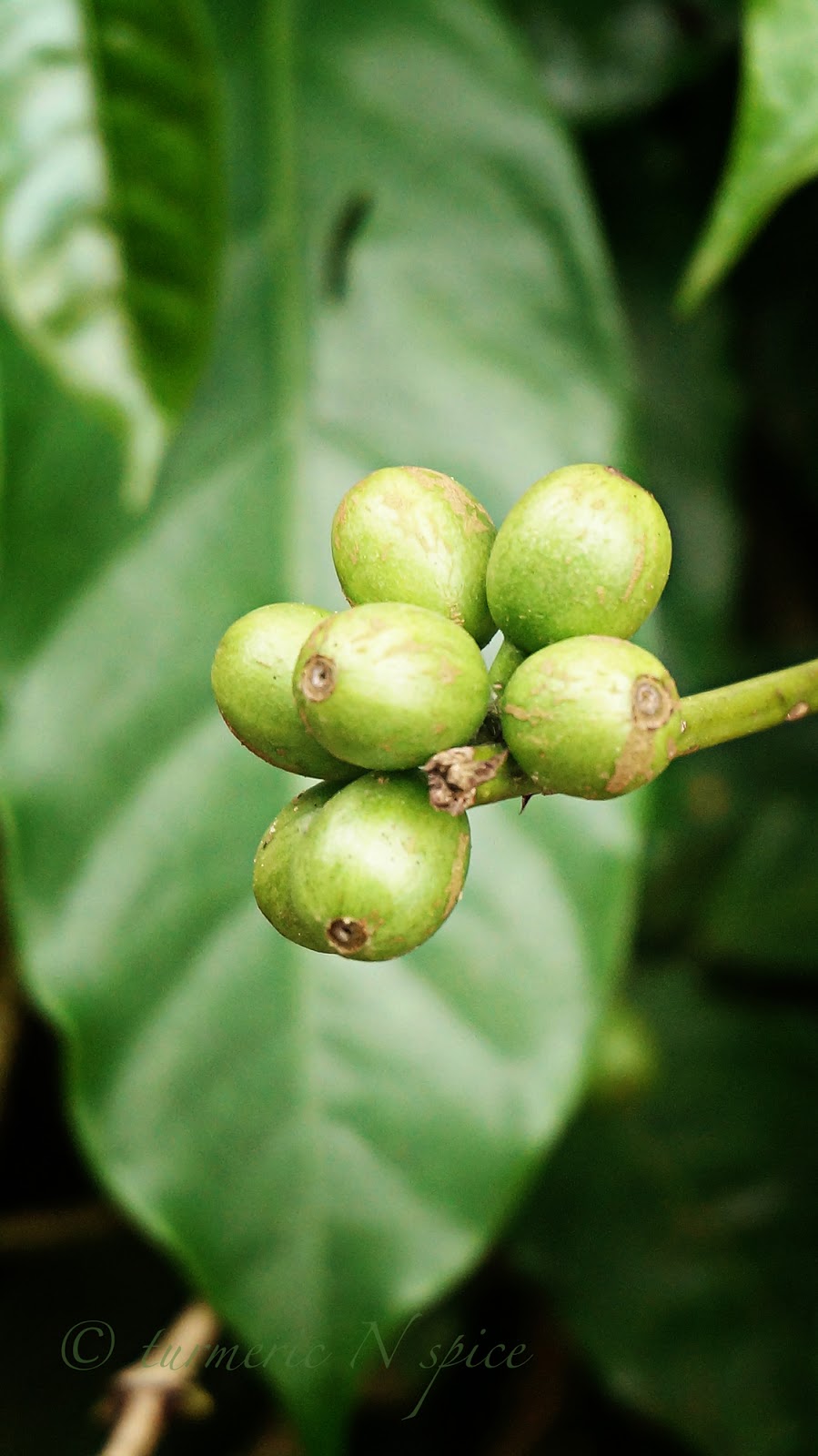 Turmeric n spice: My most memorable cup of coffee!