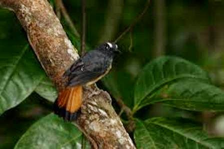 Cempala Kuneng Burung Kebanggaan Aceh | Ragam Dunia Hewan