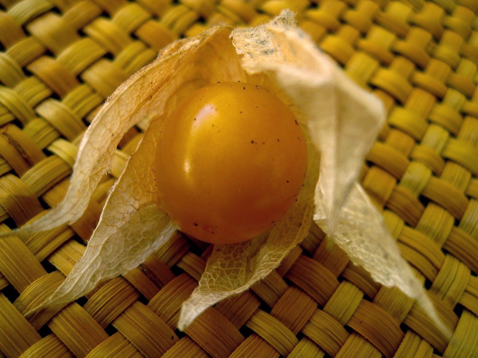 Something Else to Eat: A cape gooseberry by any other name...