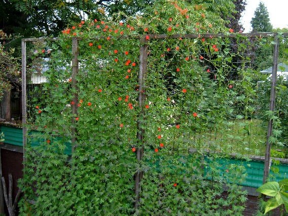 Ipomoea Cardinal Climber / Ipomoea Multifida