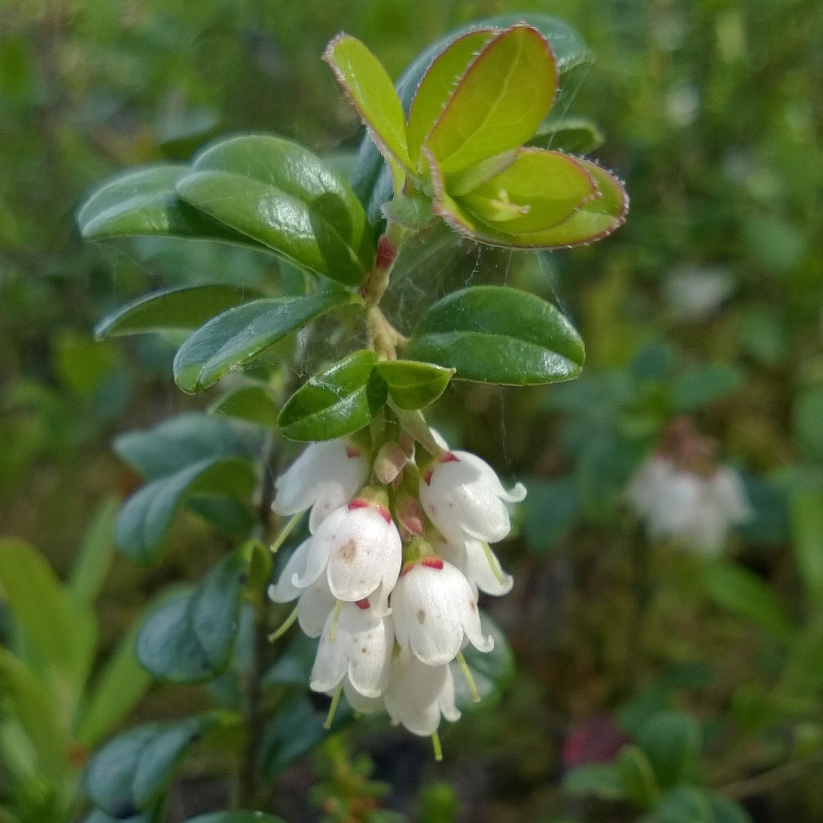 Nuukamies: Puolukka kukkii