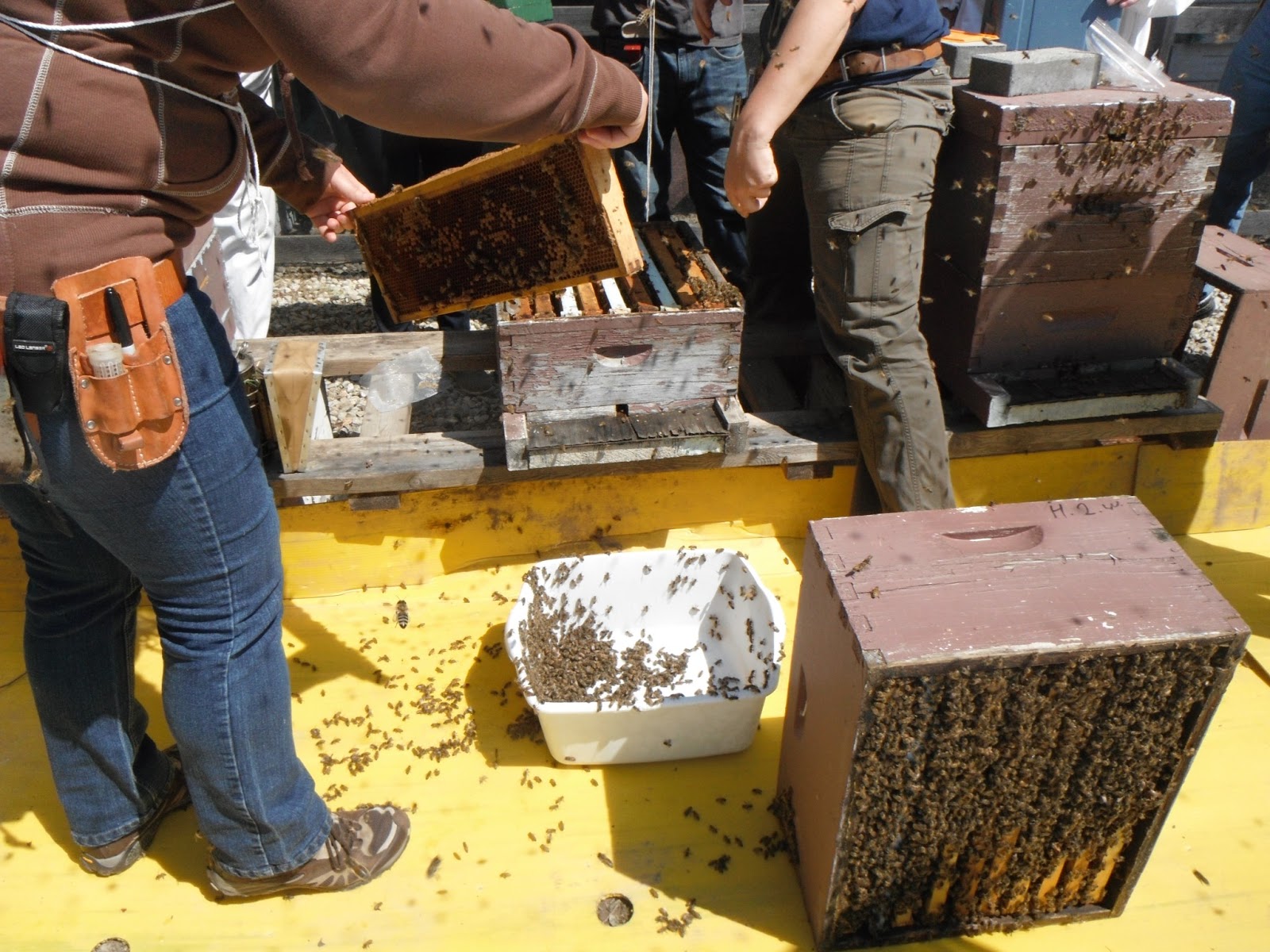 The Bee Journal: Queen Rearing Workshop