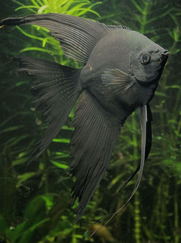 Mengenal Angelfish - si ikan malaikat ~ Aquascape Batang