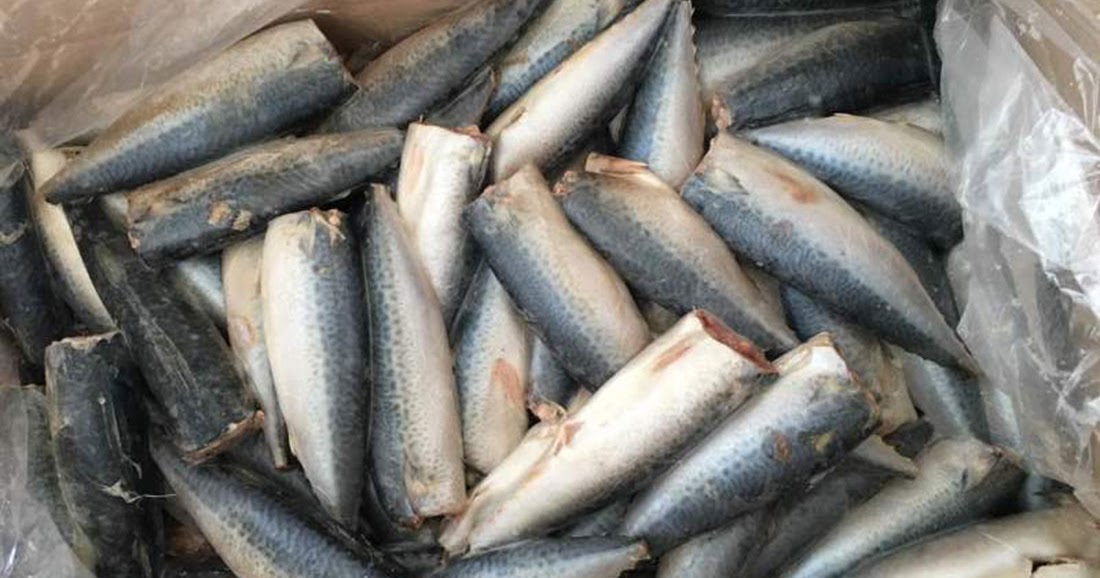 Mackerel Hgt for Canning Process - Mackerel Fish Frozen, Frozen Pacific ...
