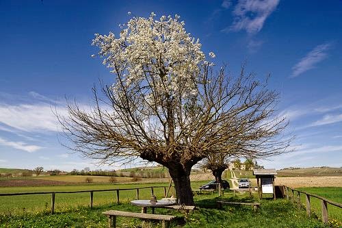 Amazing and Incredible: A Unique Sight of Double Tree Growing in ...