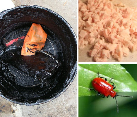 The Domestic Curator: Weird Wednesday: 10 Weird and Gross Ingredients ...