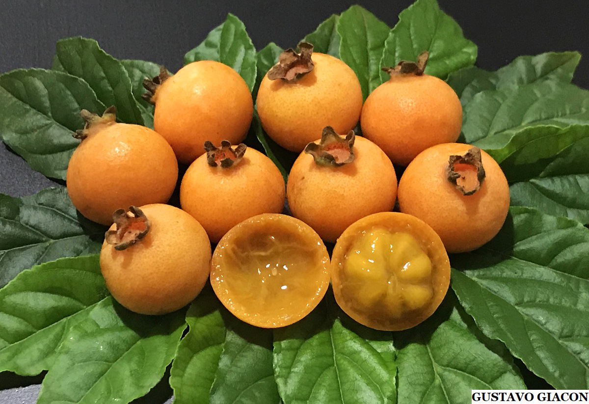 Viveiro Ciprest - Plantas Nativas e Exóticas: Guabiroba Laranja ou ...
