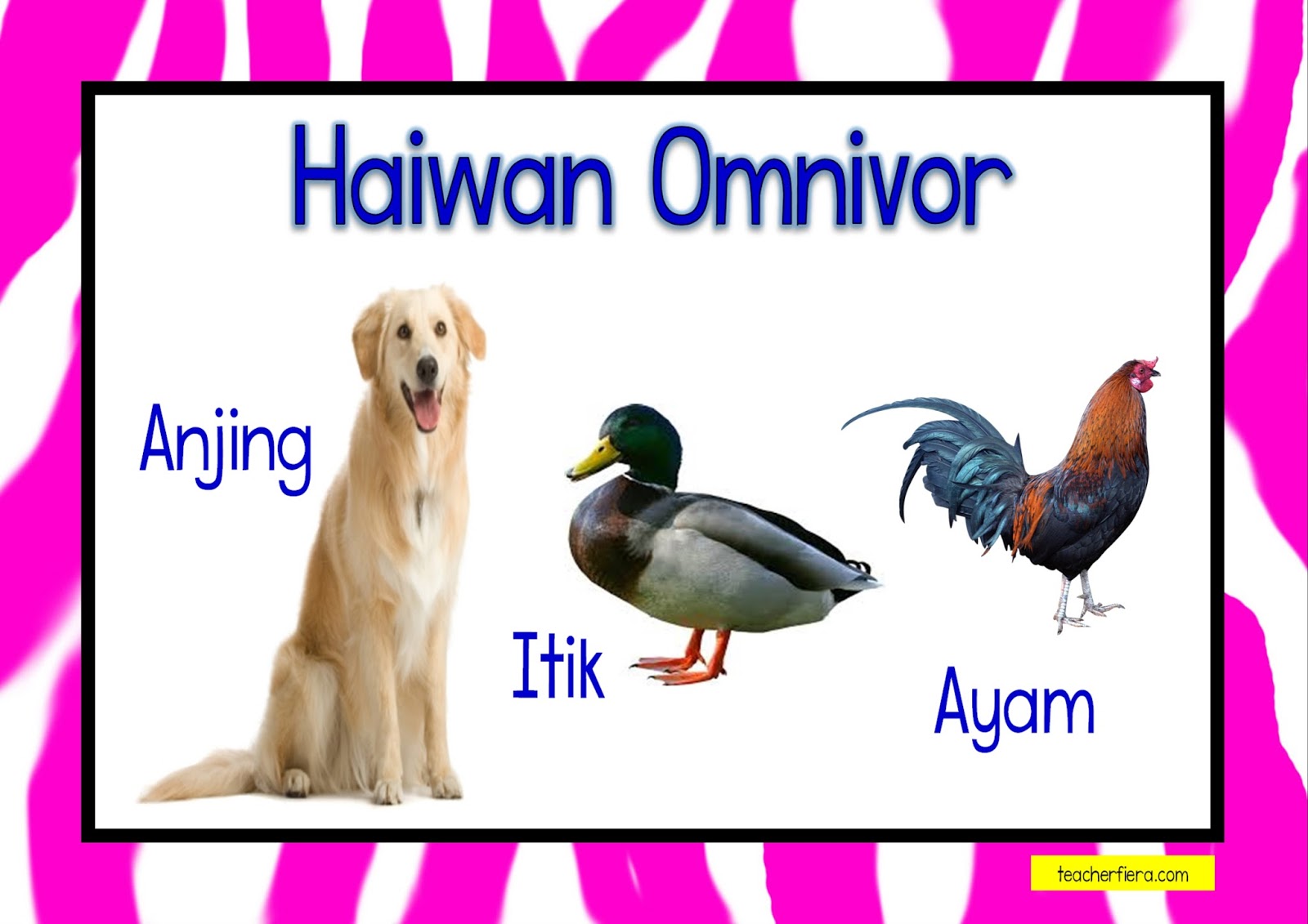 teacherfiera.com: HAIWAN HERBIVOR, KARNIVOR & OMNIVOR