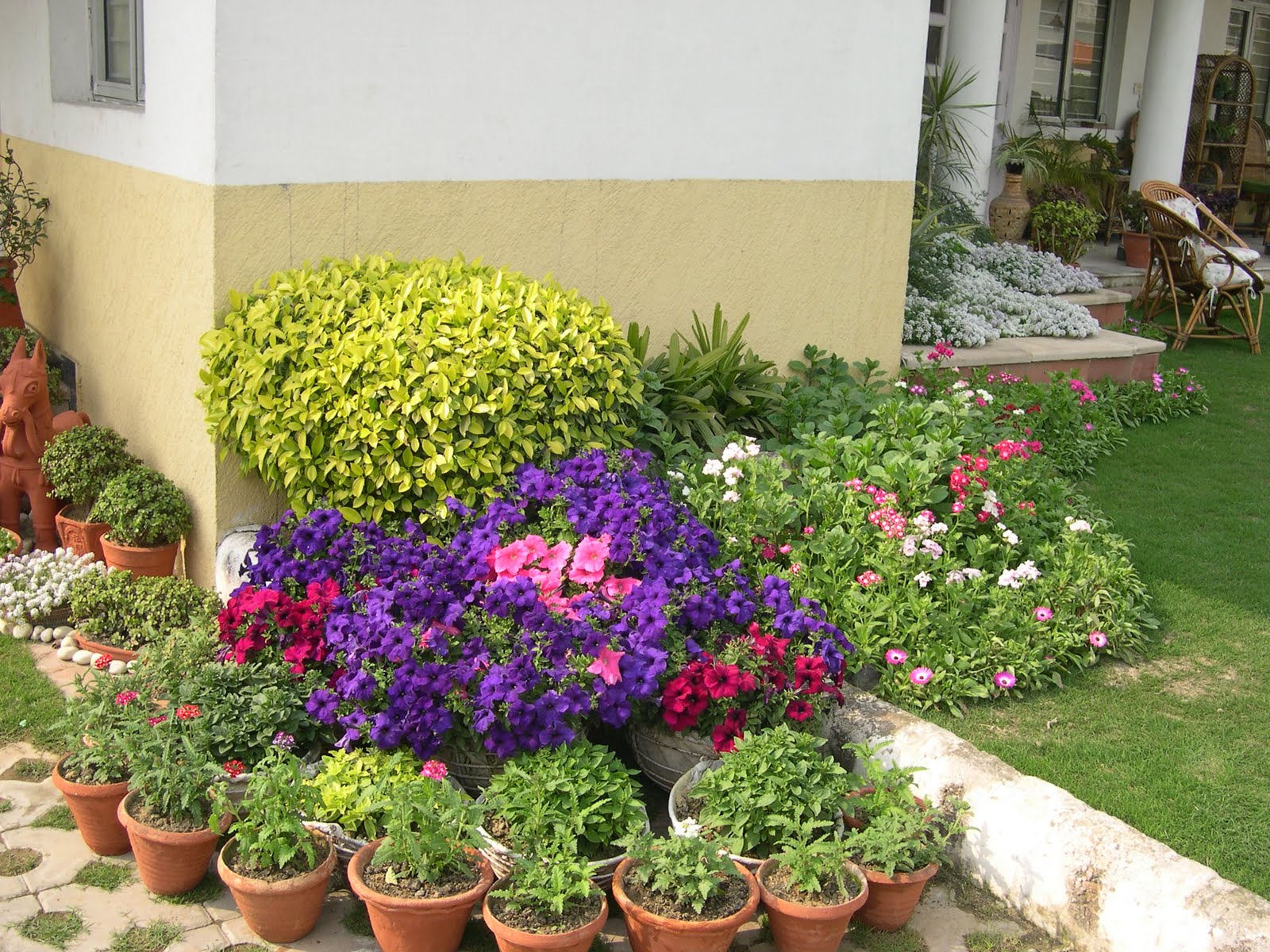 A Delhi Gardener's Blog: Vasant Ritu in Delhi