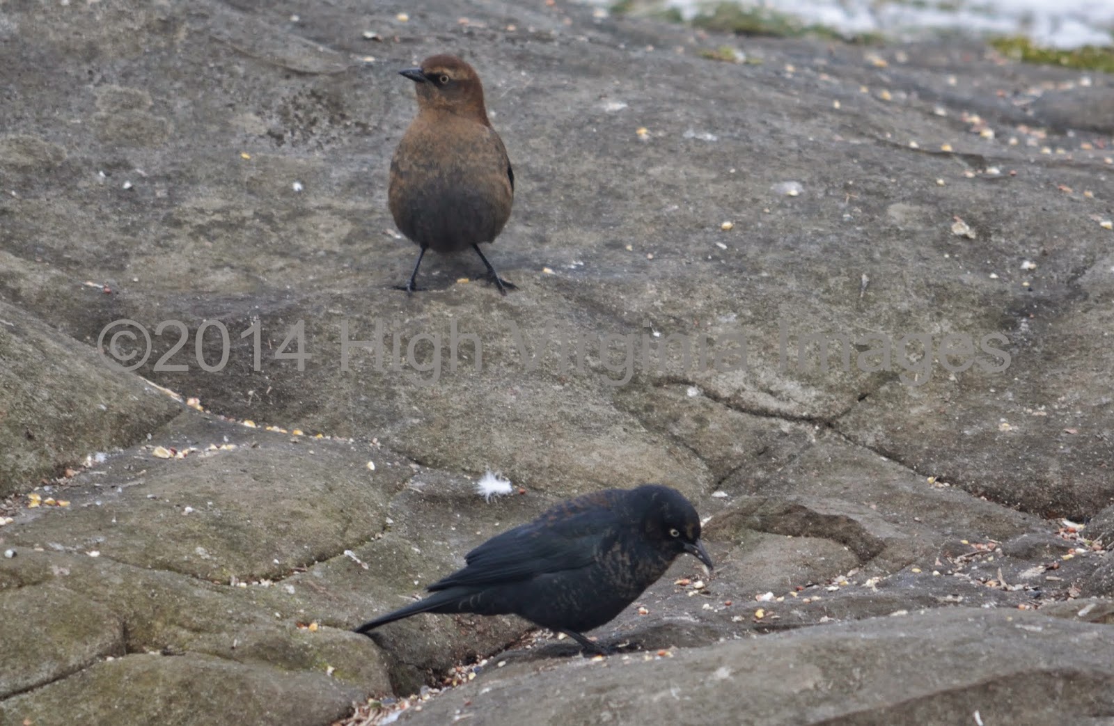 High Virginia Outdoors: Rusty Blackbird Spring Migration Blitz