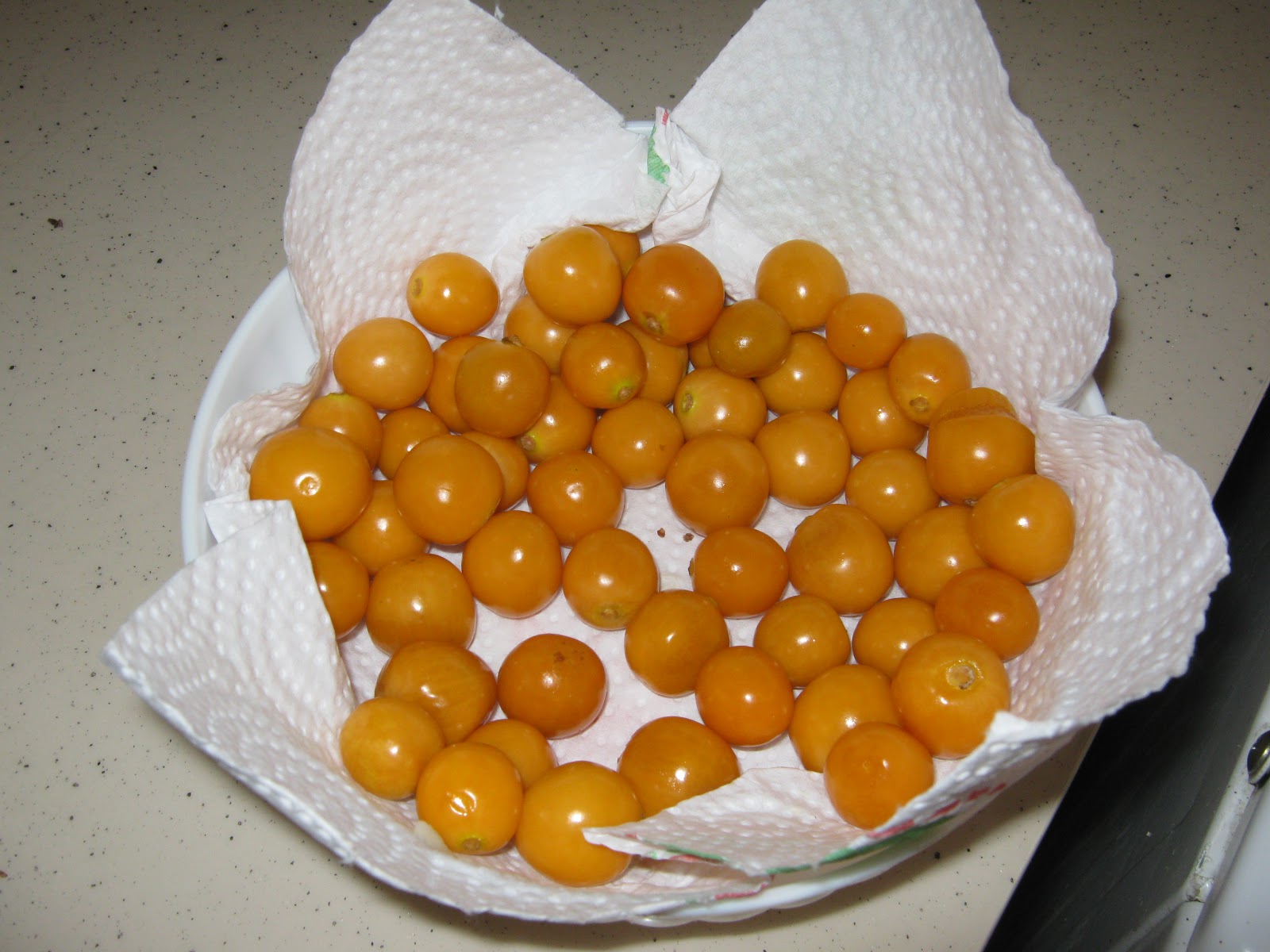 Petra and Uwe in Ecuador: Exploring New Fruits of Ecuador