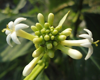 10 Bunga Hidup Bahagia - Dunia Info dan Tips