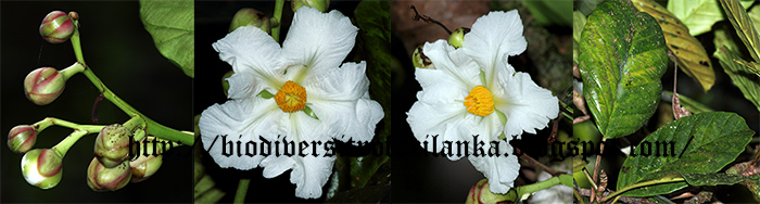 Biodiversity of Sri Lanka: දියපර[Diyapara](Dillenia triquetra)