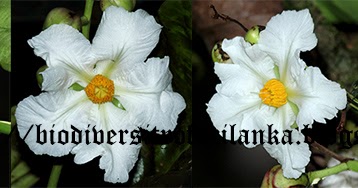 Biodiversity of Sri Lanka: දියපර[Diyapara](Dillenia triquetra)