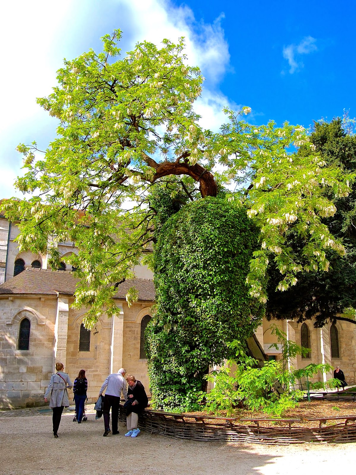 Coloring Without Borders: Monday Exposure: the (probably) oldest tree ...