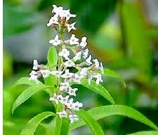 Mujer y Evolución: EL CEDRÓN O HIERBA LUISA / THE GRASS OR LUISA CEDRON