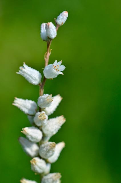 SAPS-NCGA: Recap of our Reed Branch Wet Meadow Preserve and Eller Seeps ...