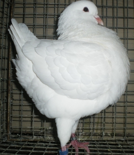 World of Pigeons and Doves: King Pigeon