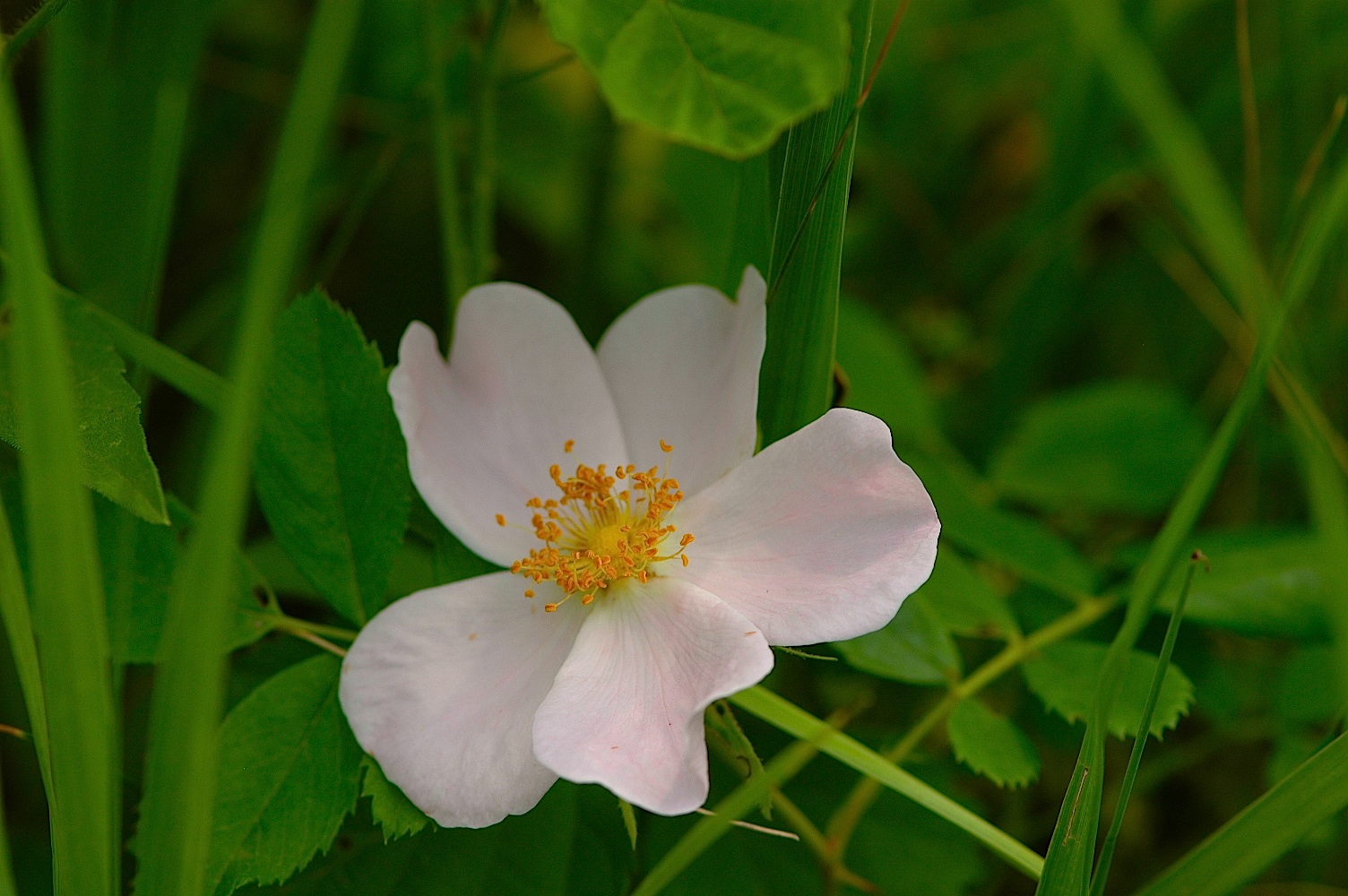 Field Biology in Southeastern Ohio: Some Ohio Roses
