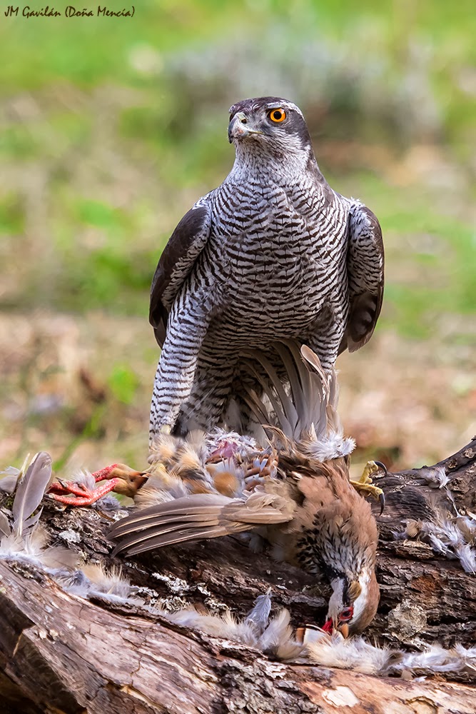 Fotografía de Naturaleza - JM Gavilán: Azor común (Accipiter gentilis)