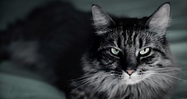 La función de los bigotes en el gato - Ecomundo