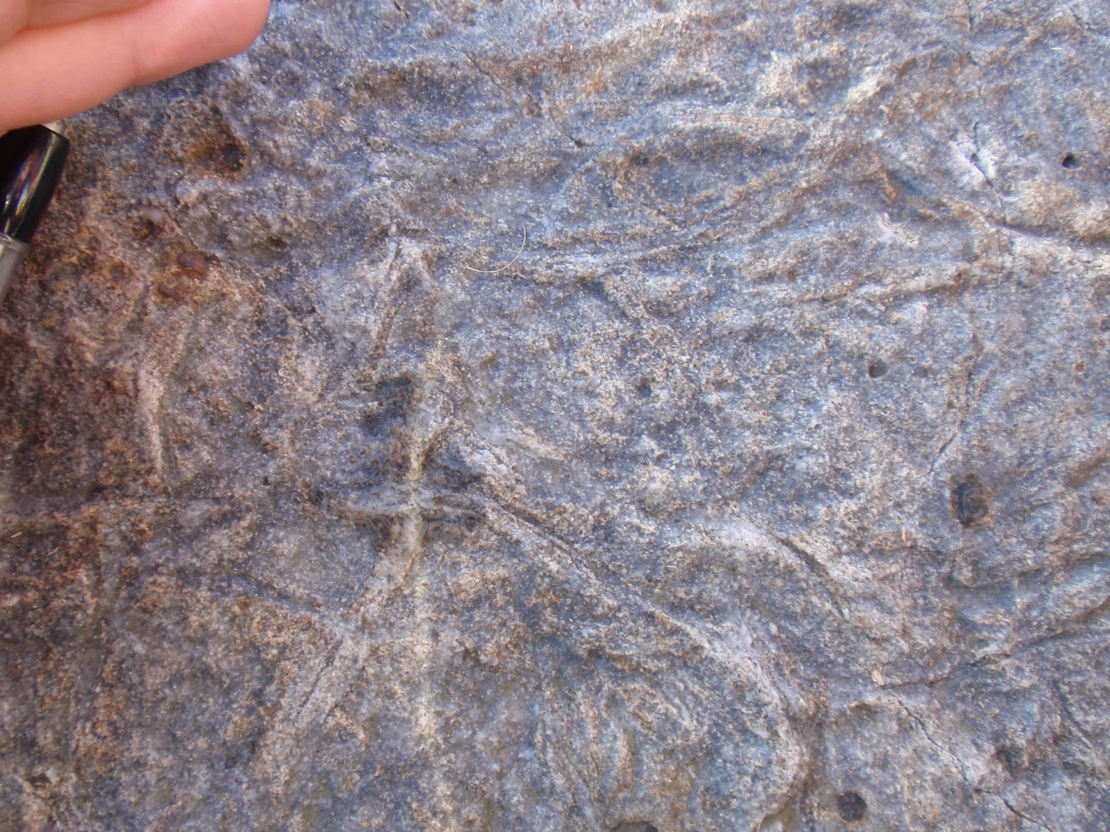 Weird & Wonderful: Stigmaria – fascinating fossil from Arran