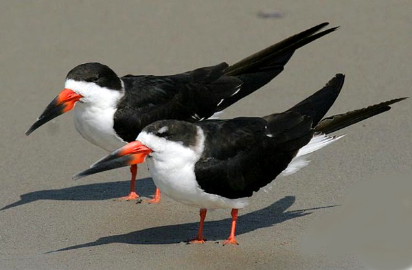 Bellas Aves de El Salvador: Rynchops niger (rayador americano)