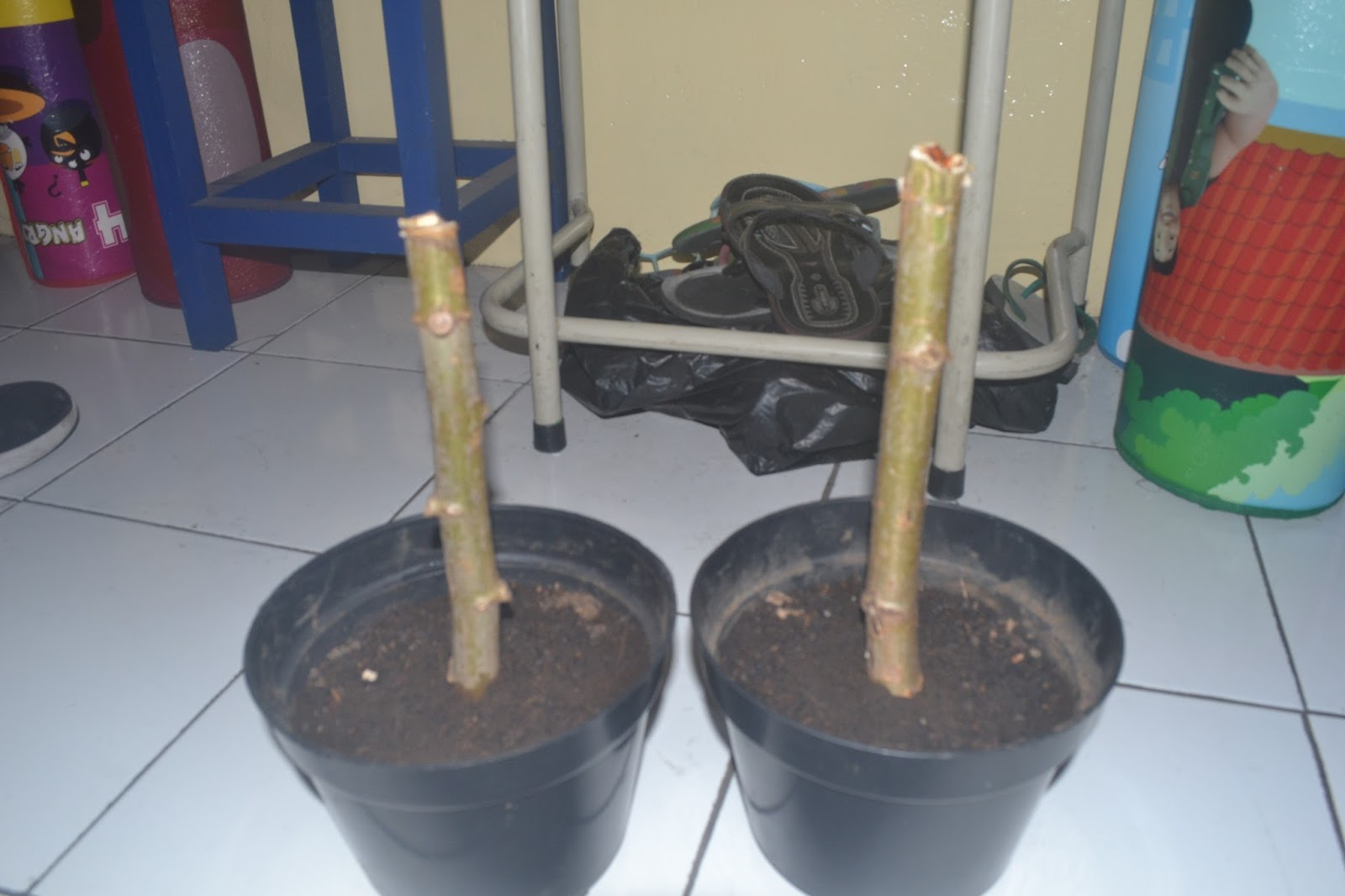 Tanaman Singkong dengan Menggunakan Cara Stek