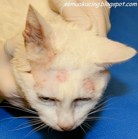 Cara Mengobati Kucing yang Terkena Jamur Ringworm