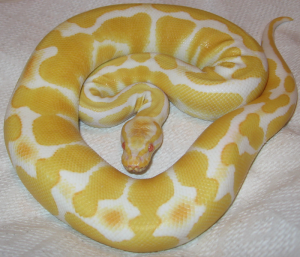 Jenis Jenis Ball Python dan Mengenal Genetik Ball Python ~ SainExotic