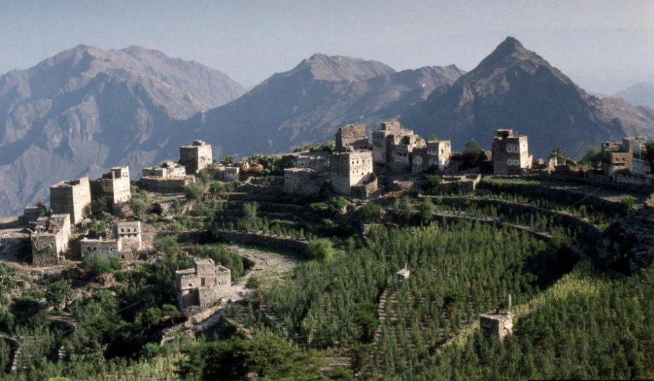 Politics of Qat: How one plant rules Yemen