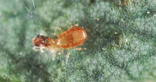 Variety of Life: Neoseiulus