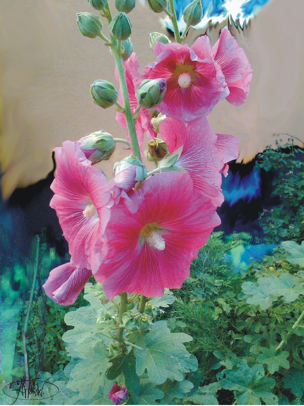 arnoldcolors: "KWIATY POLSKIE"...POLISH FLOWERS.