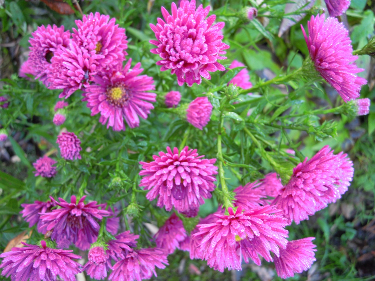 Den lilla blå byrån: Frosten berövade Esters astrar dess gestalt