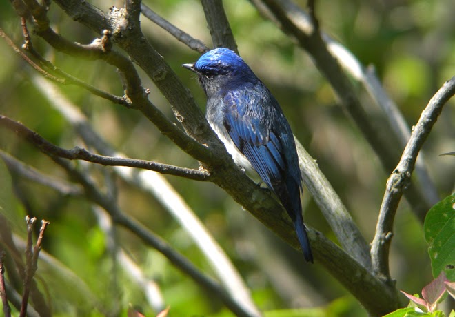 BIRDING - Kyoto, Kansai and Japan: Blue and White Flycatcher - presumed ...