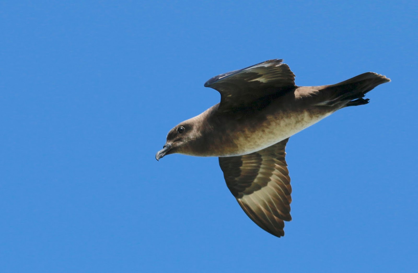 Round Island Petrel: Animal Fact Series Part 4