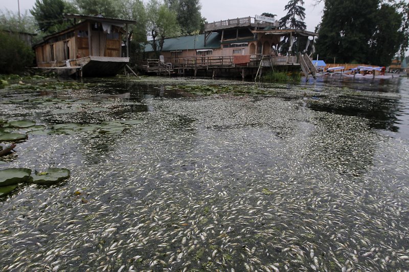 Save Our Stream: Dead fish in Shangri-La