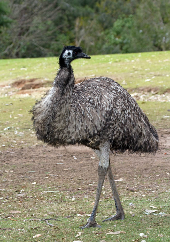 TVL: AVE DA SEMANA - Emu