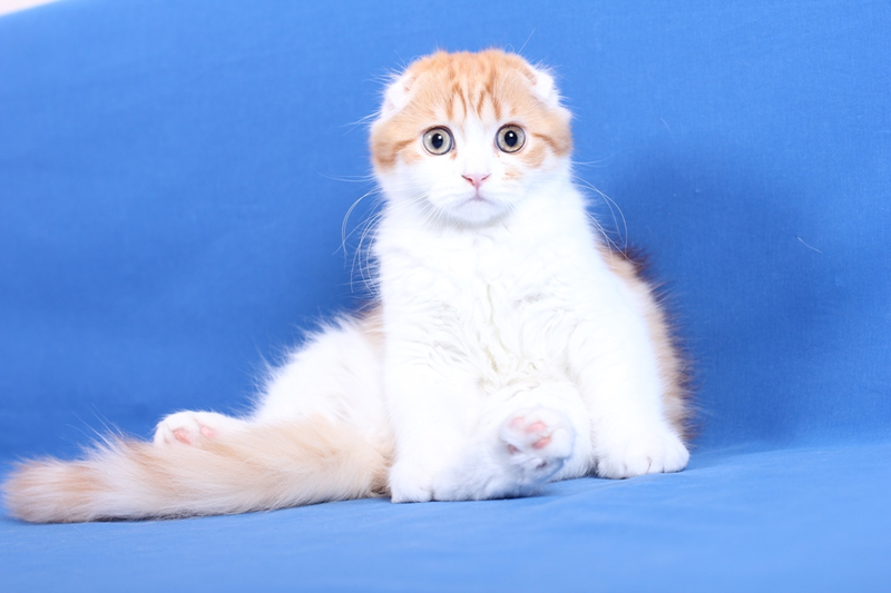 Mengenal Kucing Scottish Fold, kucing dengan daun telinga mengatup ...